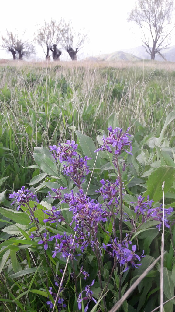 Muhtarlıklar Dalören Köy Muhtarlığı, Hozat, foto