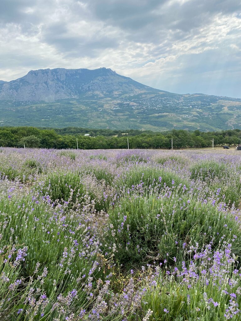 Diğer gişeler Вход на лавандовые поля Алуштинского эфиромасличного совхоза, Kırım Cumhuriyeti, foto