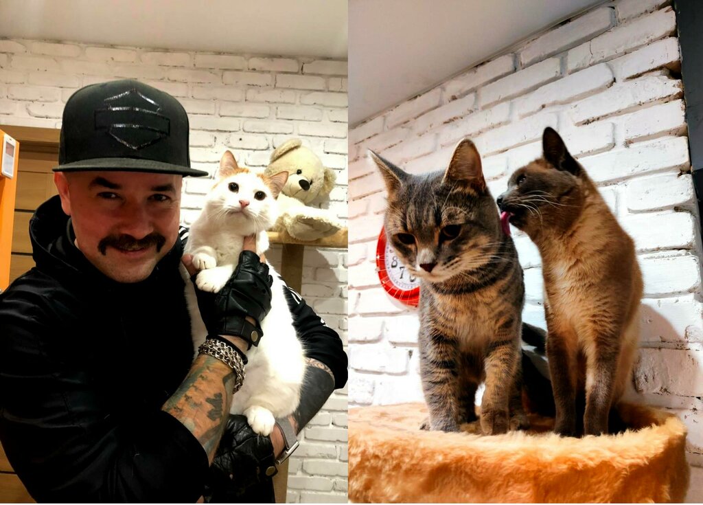 Pet otel Кот без забот, Nijni Novgorod, foto