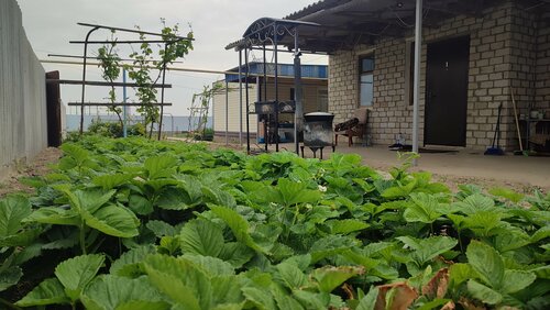 Tatil köyleri BuzanFishing, Astrahanskaya oblastı, foto