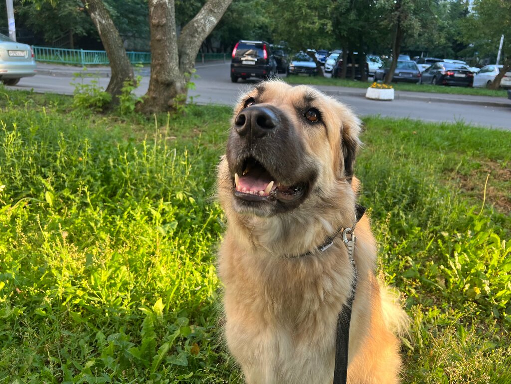Hayvanların taşınması Zootaxi Sheri, Moskova, foto