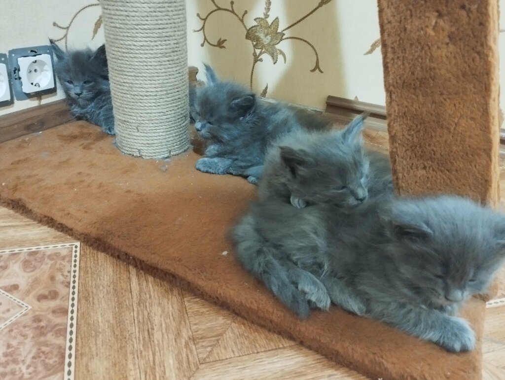 Evcil hayvan yetiştiricileri Питомник Мейнкунов Moskow Village, Moskova, foto