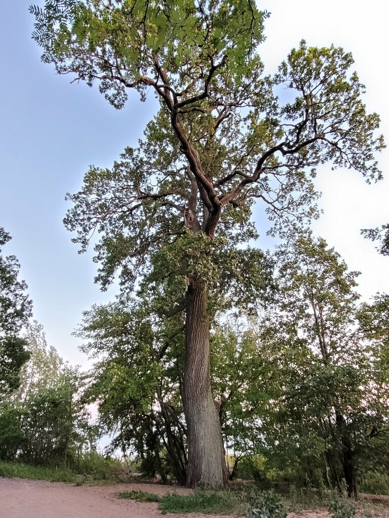 Doğa Дуб, Sestroretsk, foto