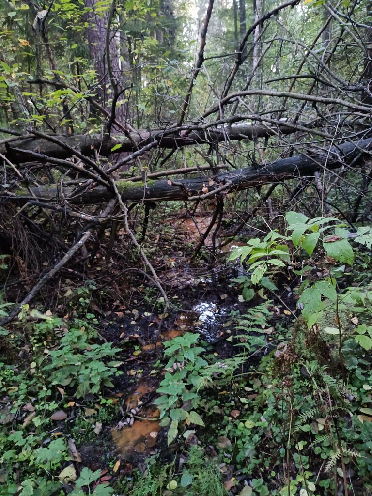 Pınar, çay Spring, stream, Moskova ve Moskovskaya oblastı, foto