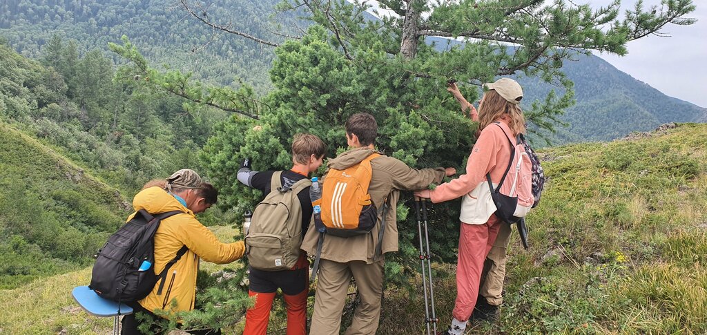 Dağ zirvesi Гора Чайная, Altayski krayı, foto