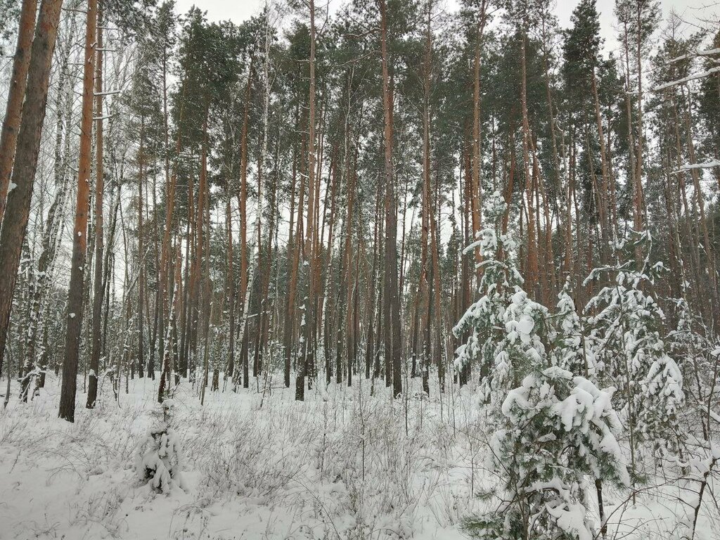 Orman урочище Обуховская Дача, Belgorodskaya oblastı, foto