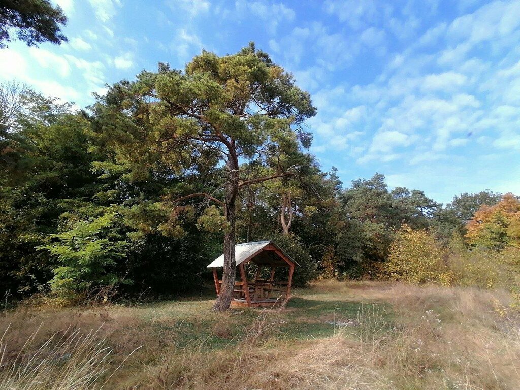 Orman урочище Меловые Сосны, Belgorodskaya oblastı, foto