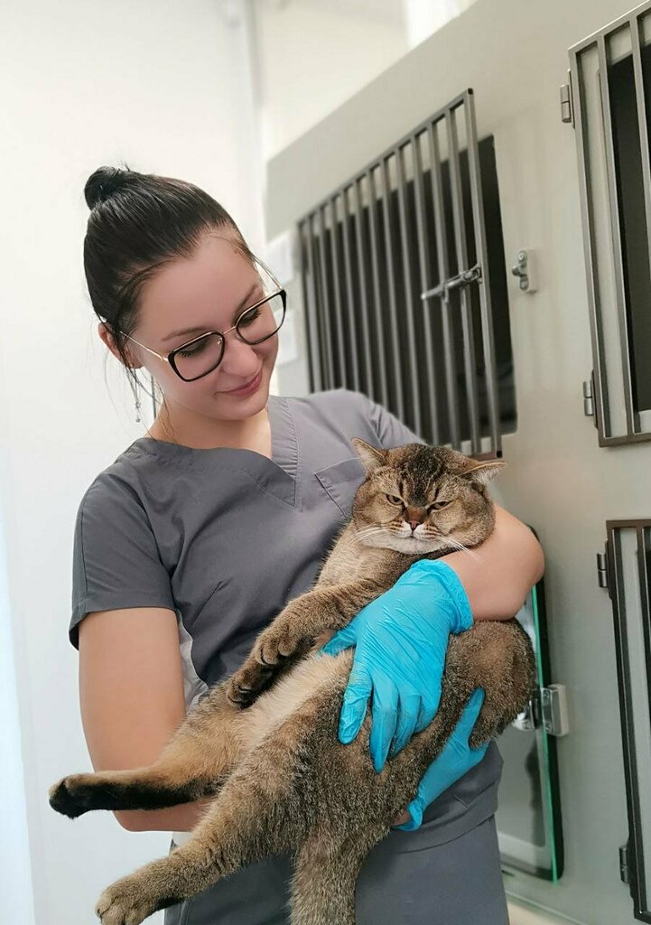 Veteriner klinikleri Doctor Pooh, Orel, foto