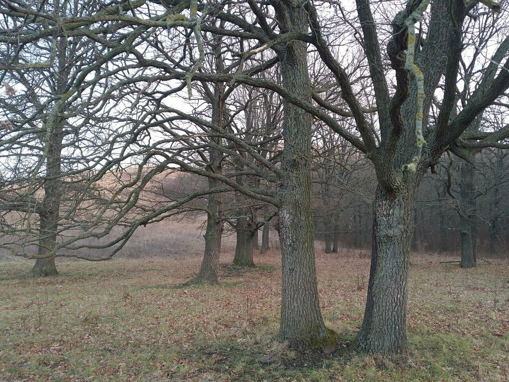 Orman урочище Жерновки, Belgorodskaya oblastı, foto