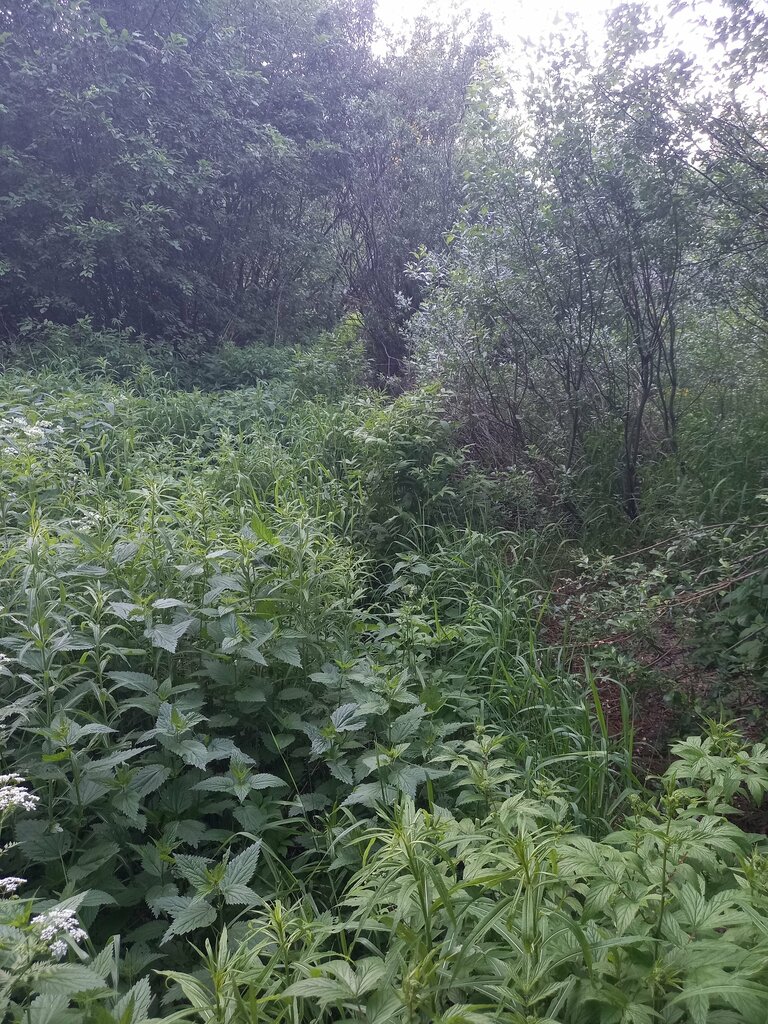 Pınar, çay Spring, stream, Saint‑Petersburg, foto