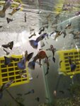 Pet 48 (Muğla, Marmaris, Eski Datça Yolu Cad., 87A), petshop  Marmaris'ten