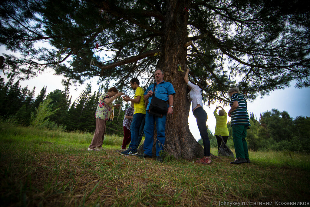 Doğa Кедр-целитель, Tomskaya oblastı, foto