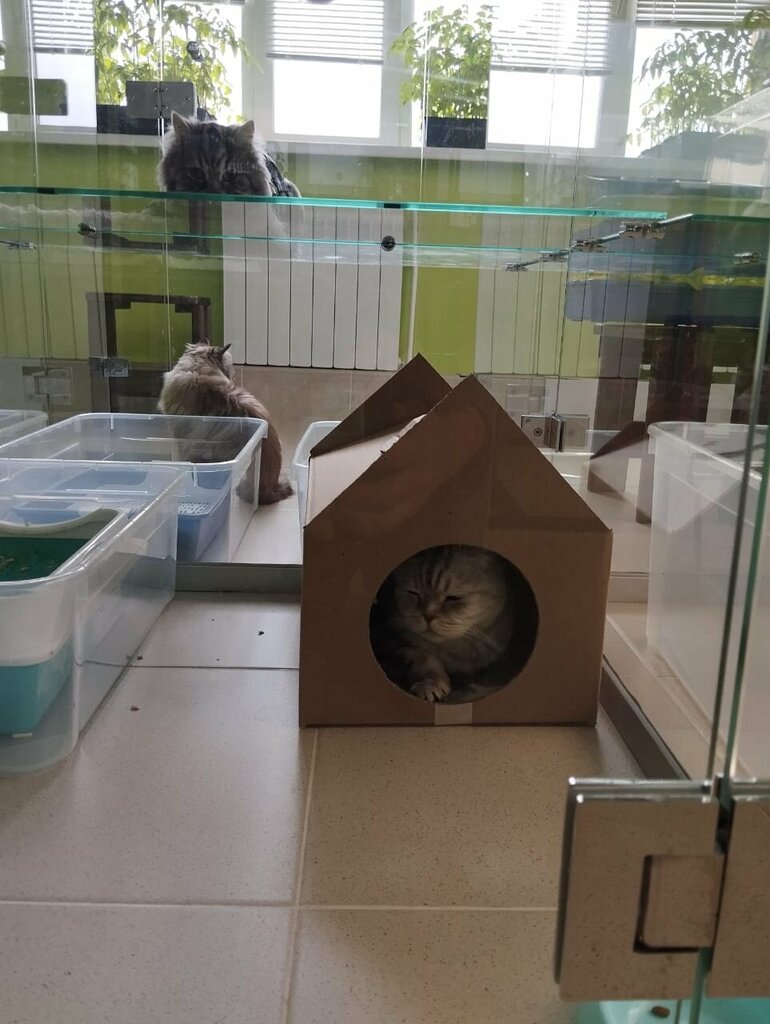 Pet otel Котикот, Ufa, foto