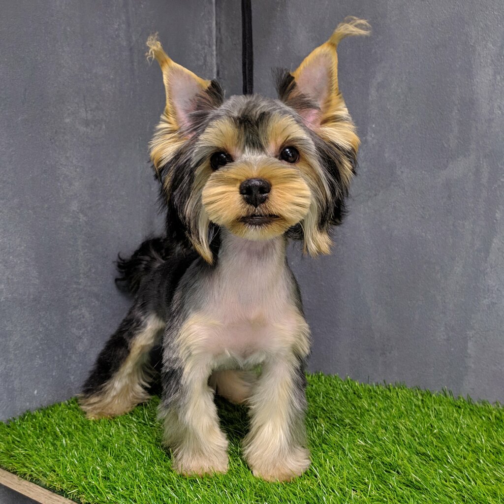 Evcil hayvan kuaförleri Barber & dog, Krasnoyarsk, foto
