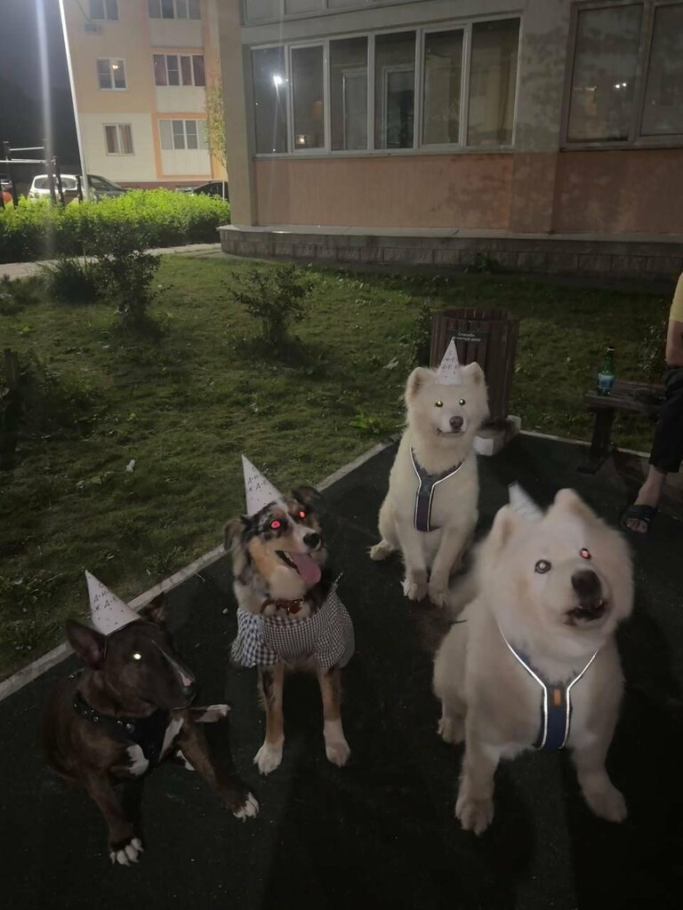 Pet otel Paradovskiischool, Moskova ve Moskovskaya oblastı, foto