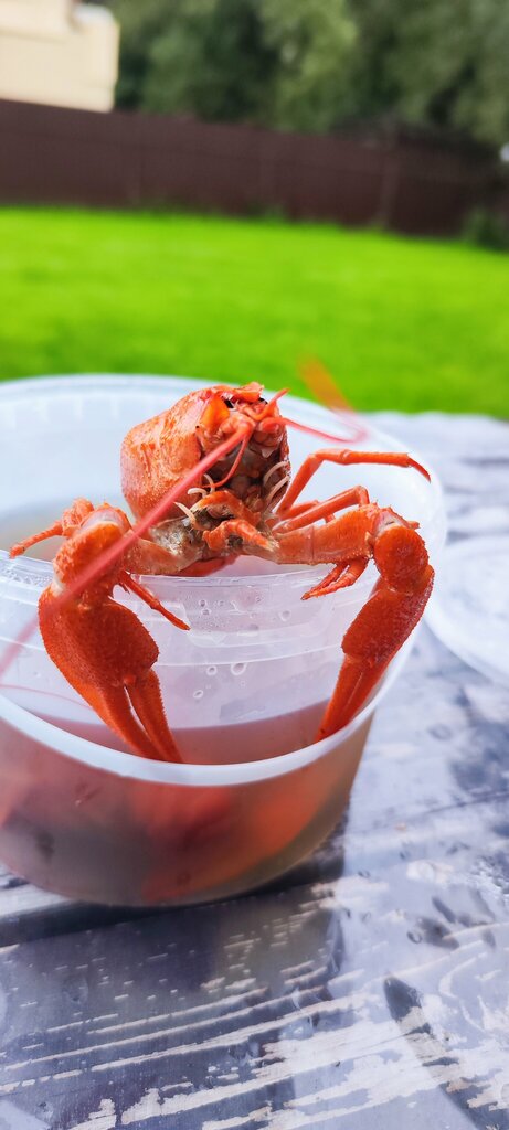 Balık ve deniz ürünleri Раки Морепродукты, Moskova ve Moskovskaya oblastı, foto