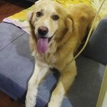 Ataşehir Vet Point Veteriner (İstanbul, Bağcılar, Sancaktepe Mah., 913. Sok., 46B), veteriner klinikleri  İstanbul'dan