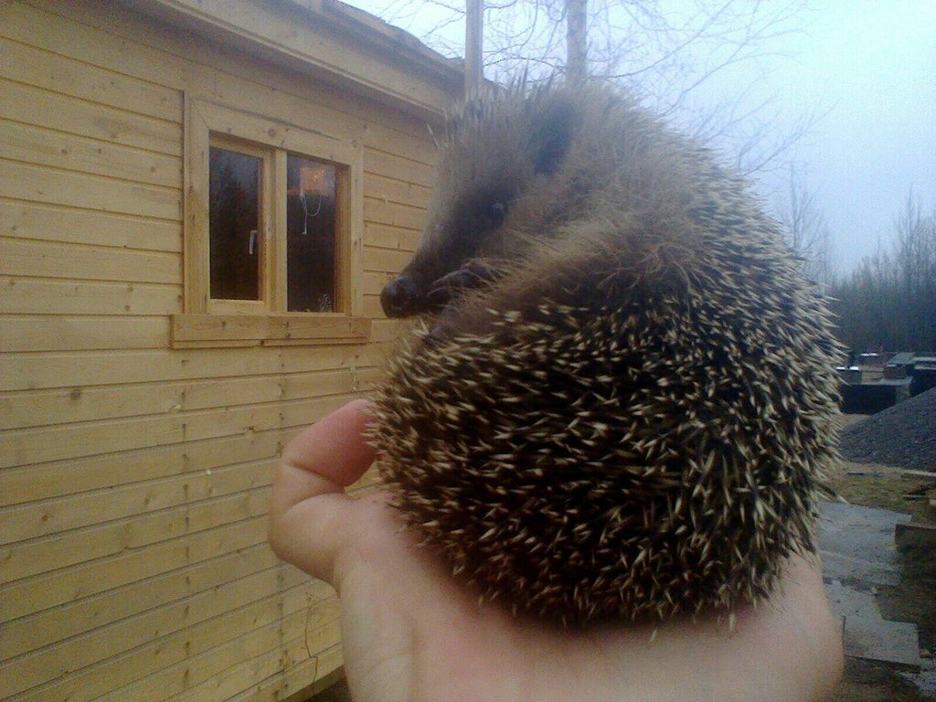 Tren istasyonu остановочный пункт Прыжково, Saint‑Petersburg ve Leningradskaya oblastı, foto