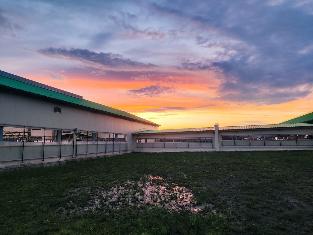 Hayvancılık ГК Румелко, Молочный комплекс Яново, Altayski krayı, foto