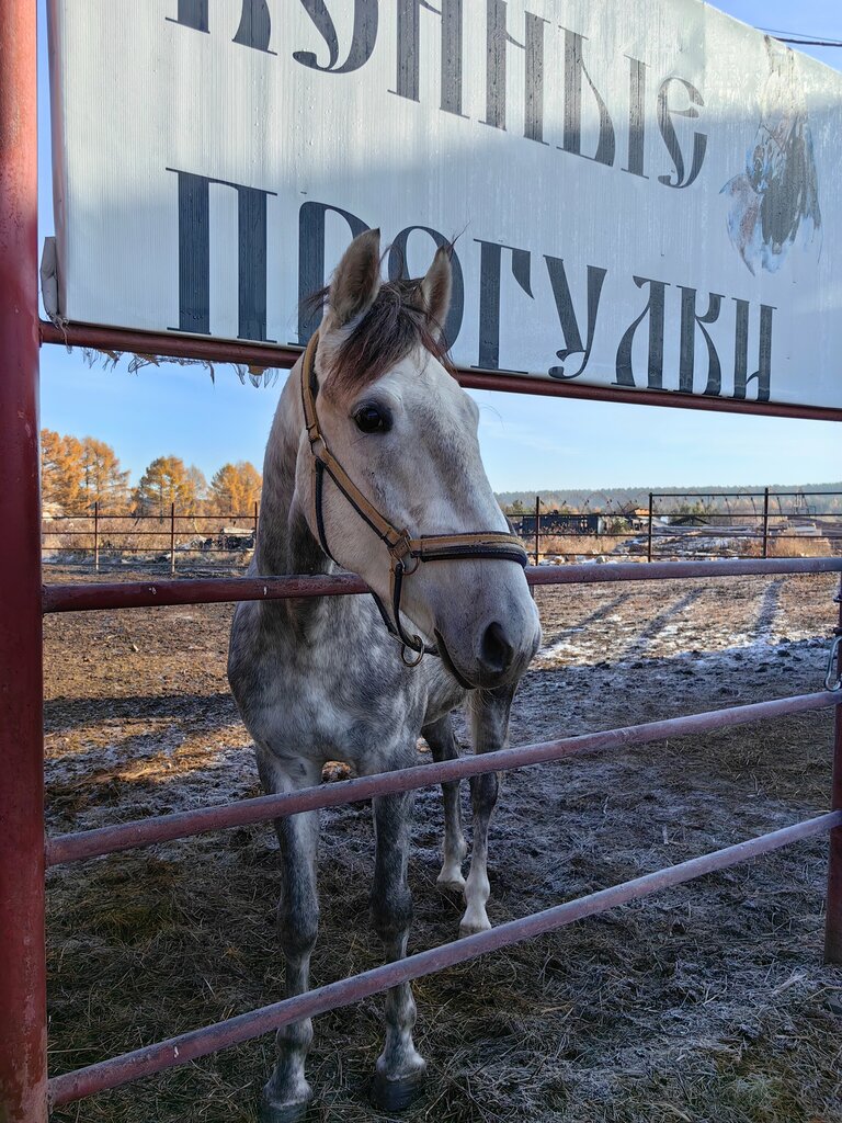 At ve binicilik kulüpleri Конюшня, Sverdlovskaya oblastı, foto