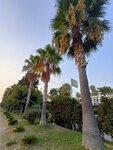 Orion Garden Residence (Avsallar Mah., Mehmet Akif Cad., No:27, Alanya, Antalya), otel  Alanya'dan