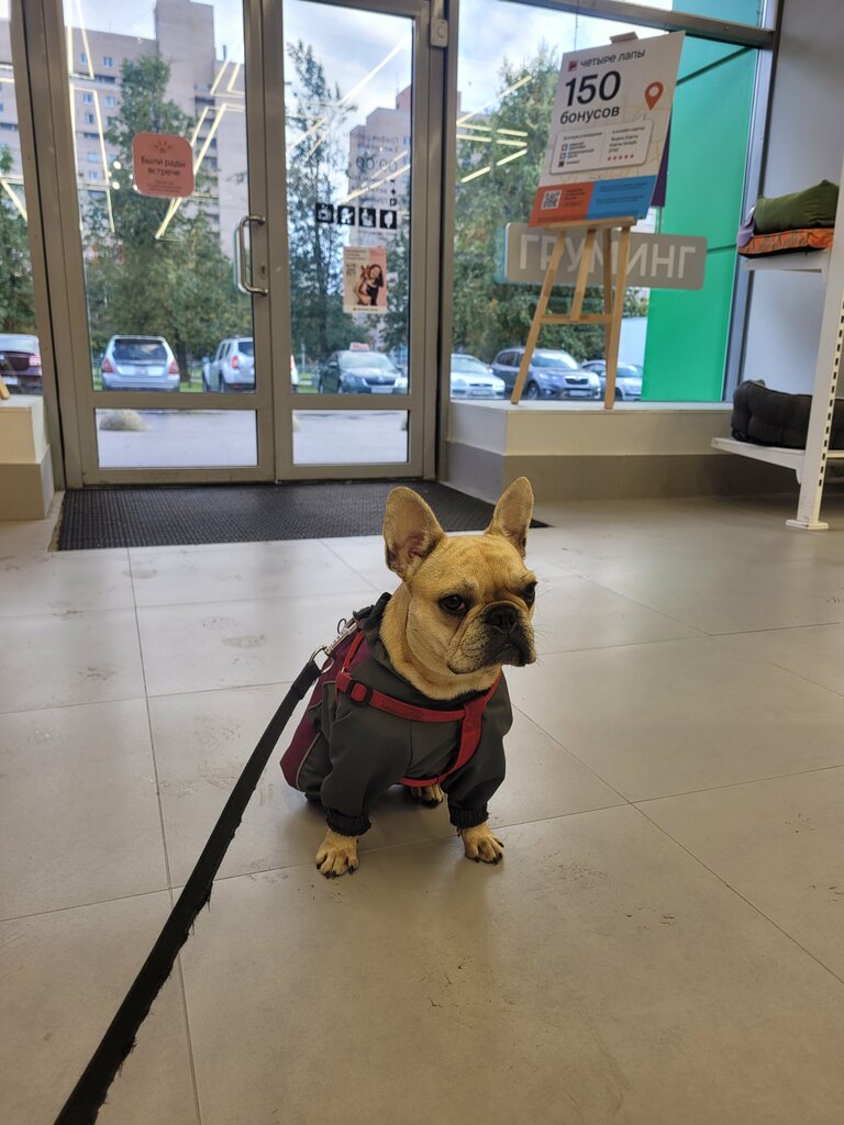 Evcil hayvan kuaförleri Chetyre Lapy, Saint‑Petersburg, foto