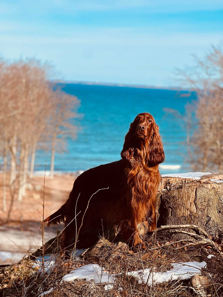 Evcil hayvan yetiştiricileri Contario Ode kennel, Moskova, foto