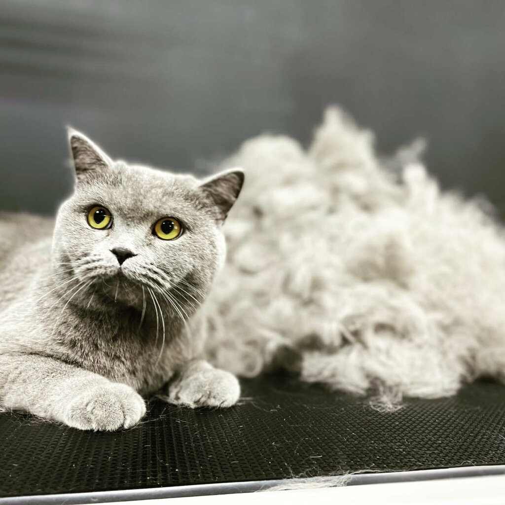 Evcil hayvan kuaförleri Cat&Dog, Petropavlovsk, foto