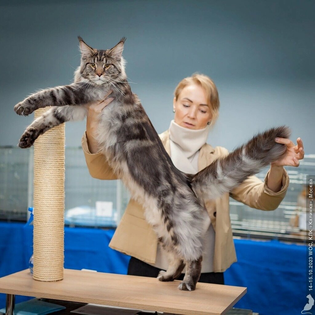 Evcil hayvan yetiştiricileri Moveon, Penzenskaya oblastı, foto