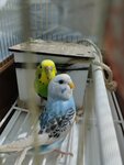 Гламурный пёс (ulitsa Lenina No:113), petshop  Muravlenko'dan