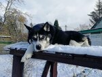 Правление СНТ Отдых (Центральная улица No:3, СНТ Отдых), belediyeler, devlet daireleri  Moskova ve Moskovskaya oblastından