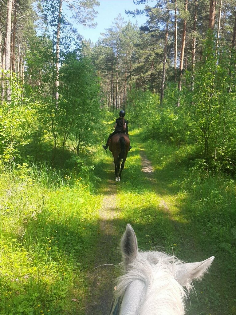 At ve binicilik kulüpleri Есаул, Krasnoyarski krayı, foto
