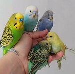 Zhivaia priroda (Qazannıñ 50 jıldıq köşesi No:47, Rudny), petshop  Rudny'den