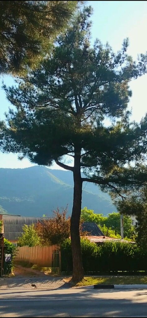 Resort oteller, tesisler Алекса, Gelencik, foto