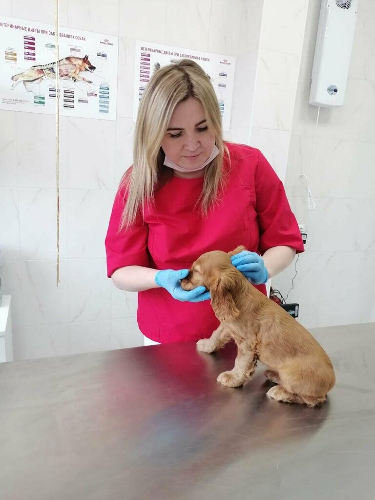 Veteriner klinikleri Veterinary clinic, pharmacy Fsbi Rostov Reference Center of Rosselkhoznadzor, Rostov‑na‑Donu, foto