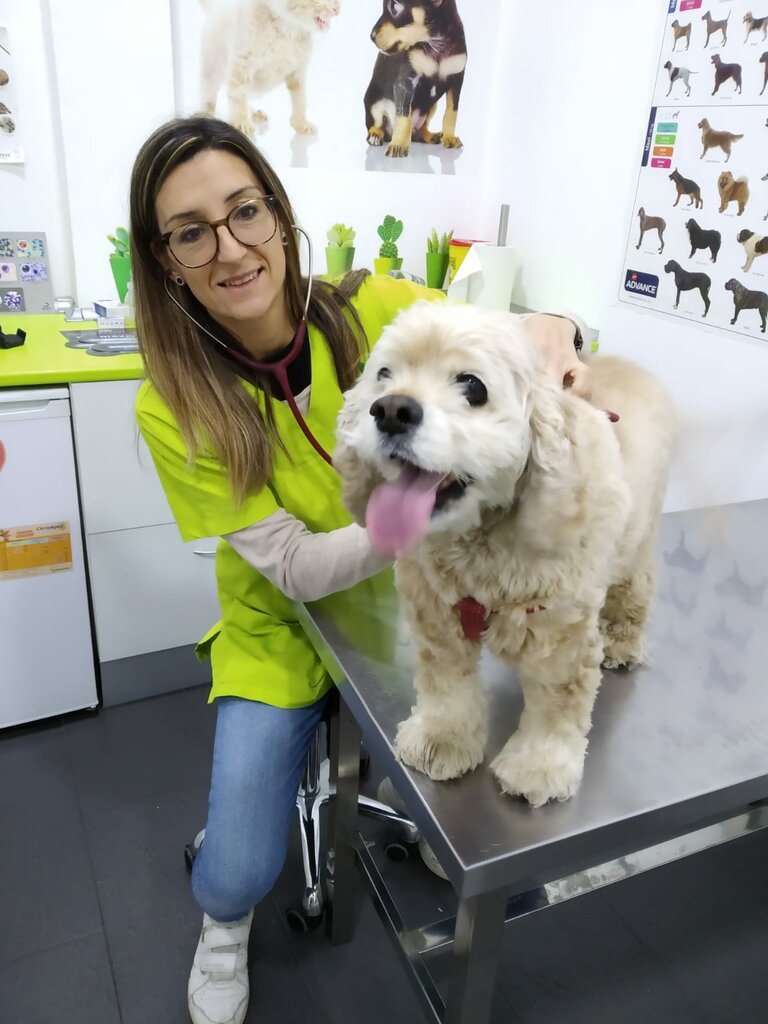 Veteriner klinikleri Gallarza Centro Veterinario, Logrono, foto