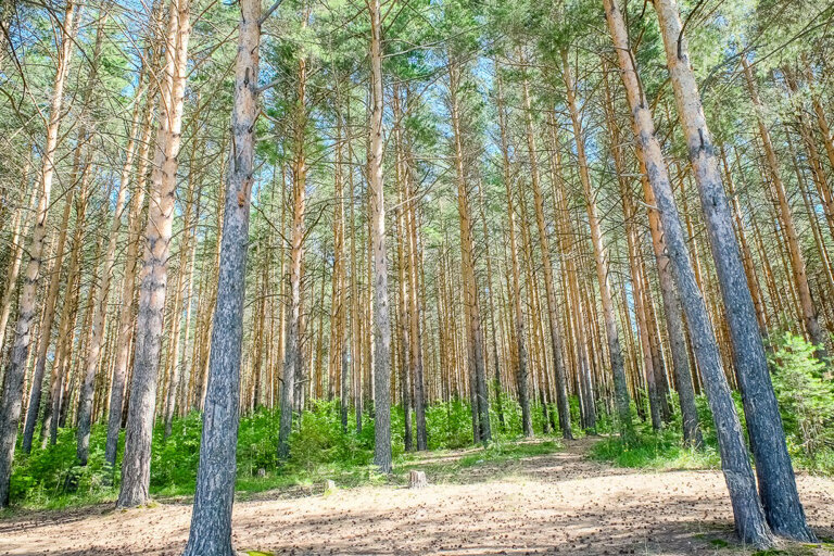 Arazi dizisi Сотворение, Permski krayı, foto