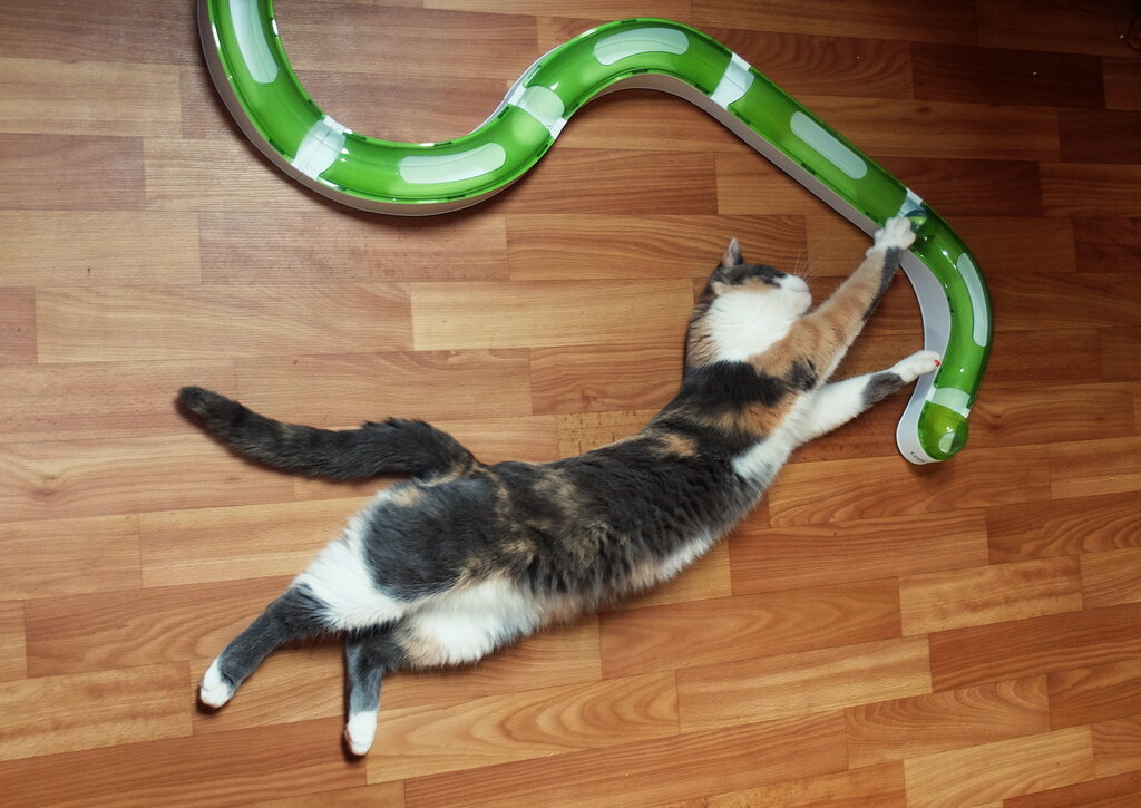 Pet otel Usadba Kotofeevo, Moskova ve Moskovskaya oblastı, foto