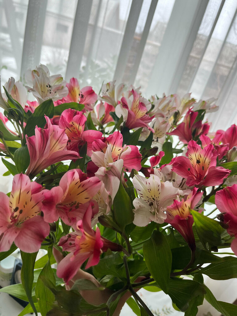 Çiçekçiler Цветы 24 часа, Engels, foto