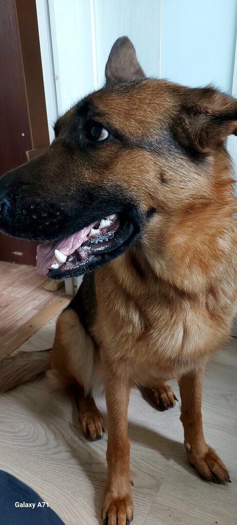 Pet otel Булочка и Крис, Saint‑Petersburg ve Leningradskaya oblastı, foto