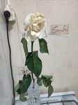 Цветы (No:25Б, 7-y kvartal), çiçekçiler  Harabali'den