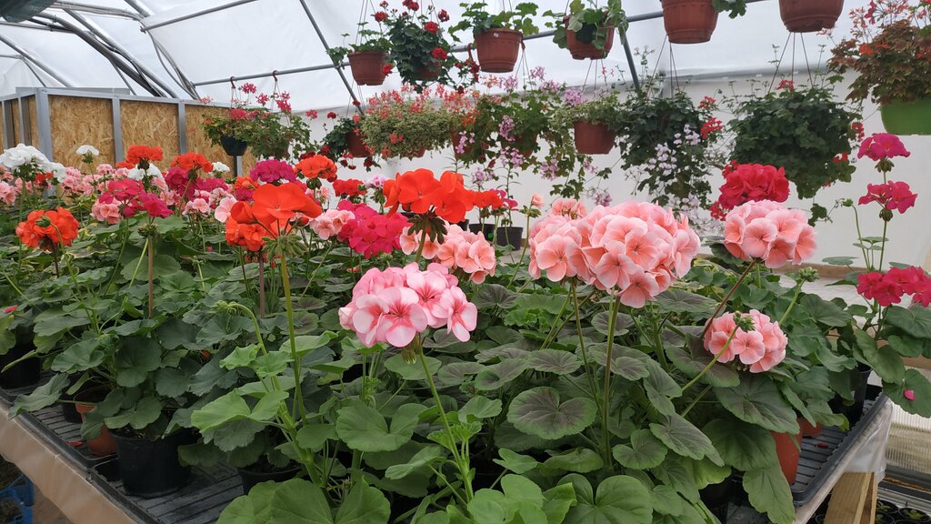 Fidan yetiştiriciliği Svoe Krivskoe, Kalujskaya oblastı, foto