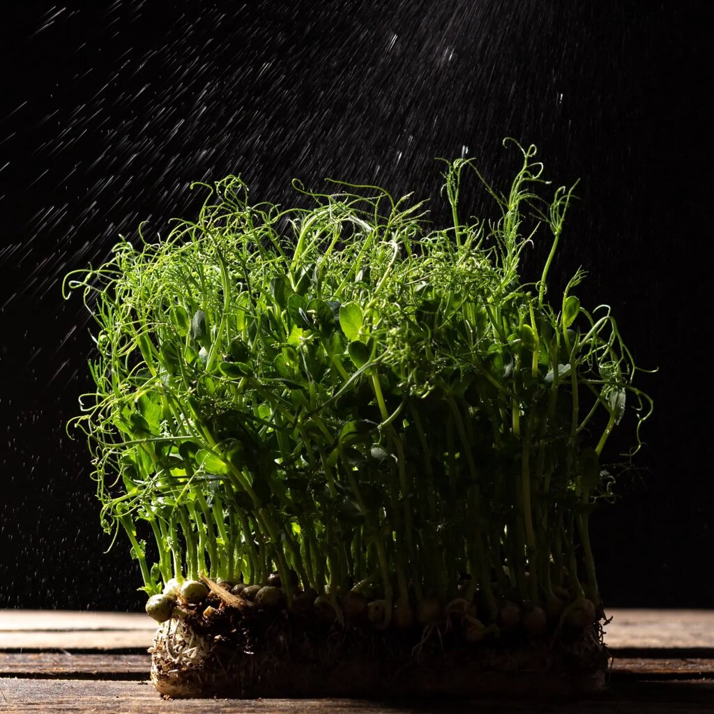 Tarım ürünleri firmaları Microgreen_kms, Komsomolsk‑at‑Amur, foto