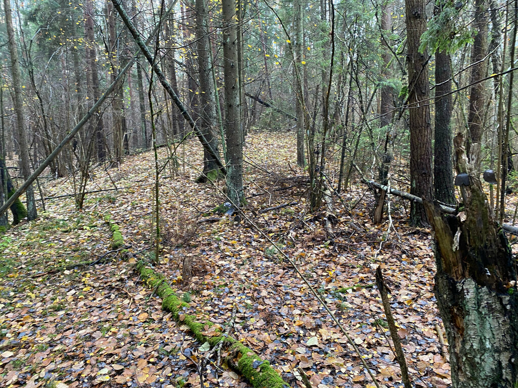 Dağ zirvesi Гора Маяковая, Grodnenskaya oblastı, foto