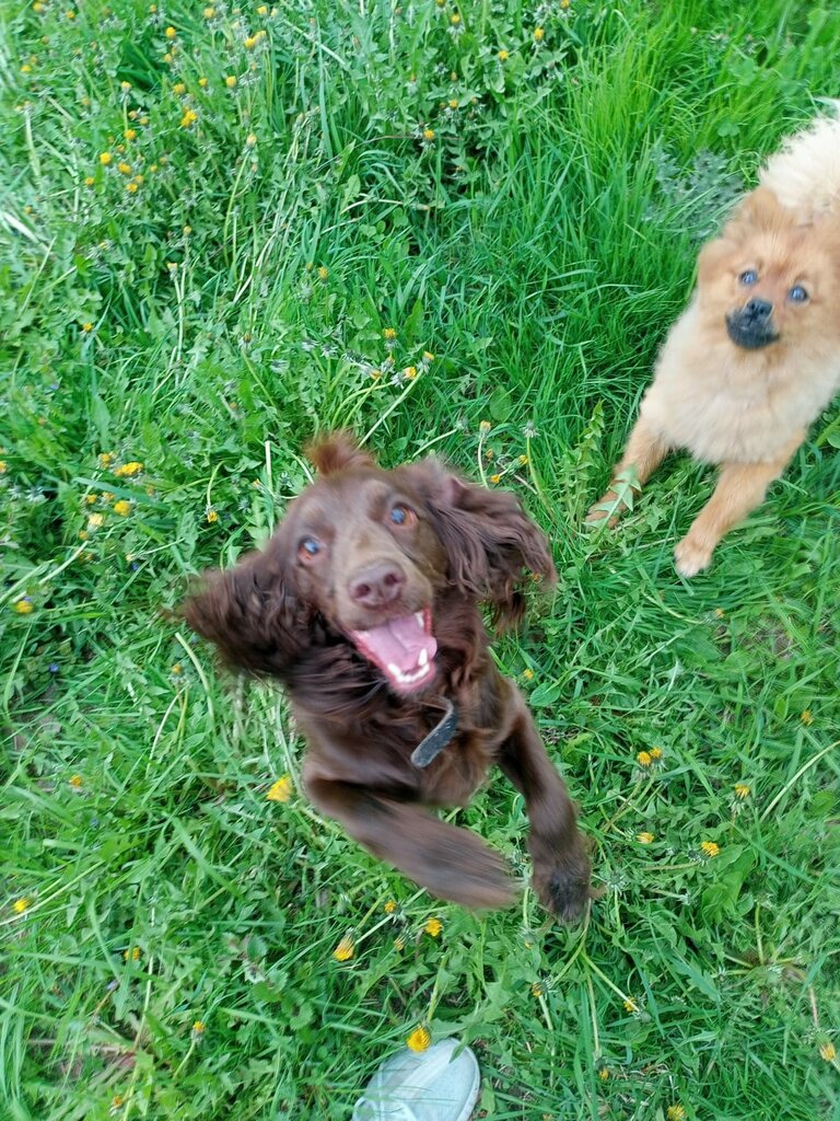 Pet otel Шарикофф и Ко, Moskova ve Moskovskaya oblastı, foto