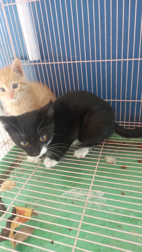 Petshop Магадаскар, Osh, foto