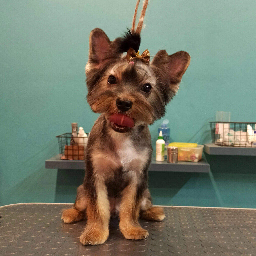 Evcil hayvan kuaförleri Dog Master, Udomlya, foto