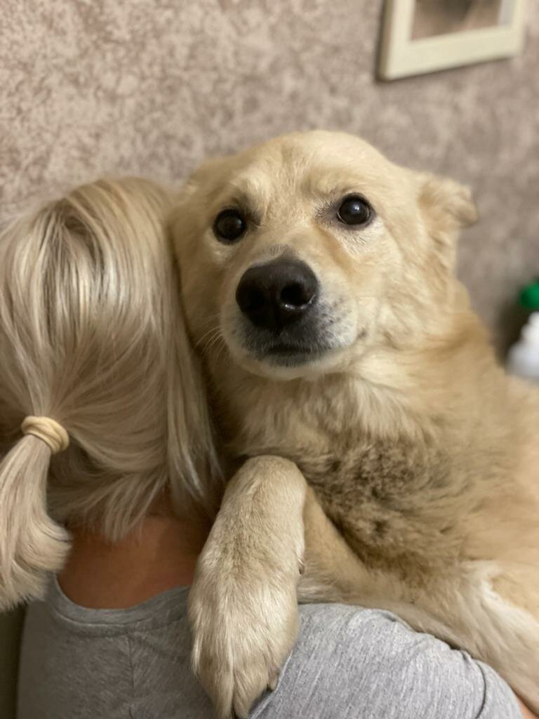 Yardım kuruluşları Robfkk pomoshchi zhivotnym Belka i Strelka, Zaozerniy, foto