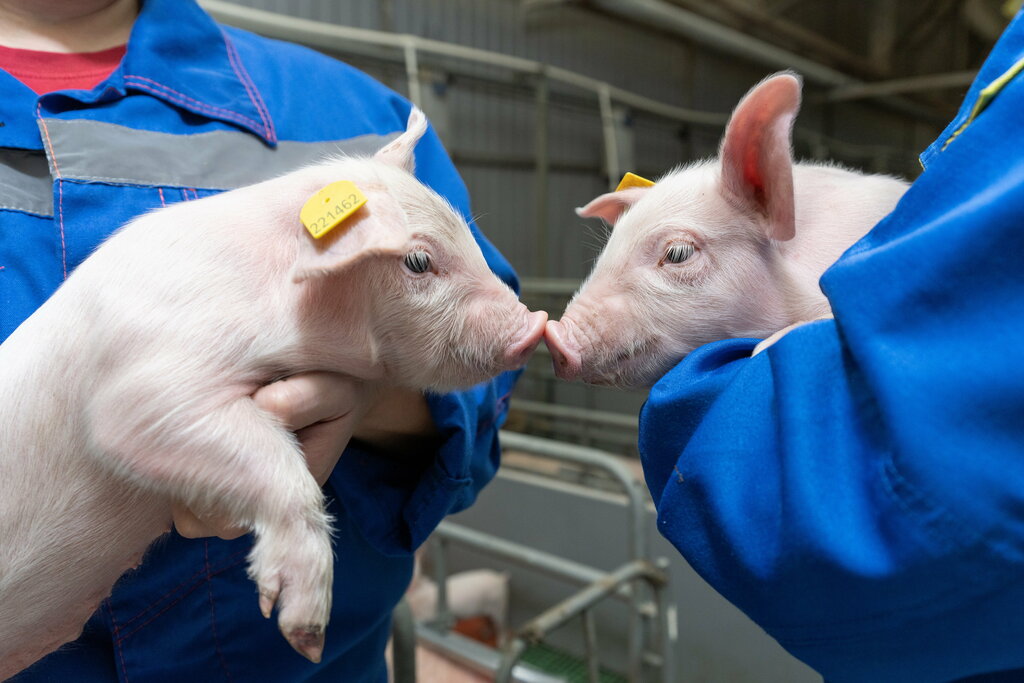 Hayvancılık Sibagro, Tomsk Pig Complex, Tomskaya oblastı, foto