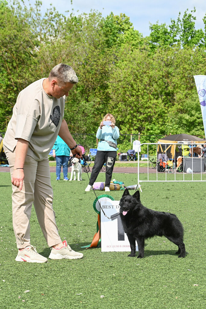 Evcil hayvan yetiştiricileri Oso de Miel - schipperke breed nursery, Moskova ve Moskovskaya oblastı, foto